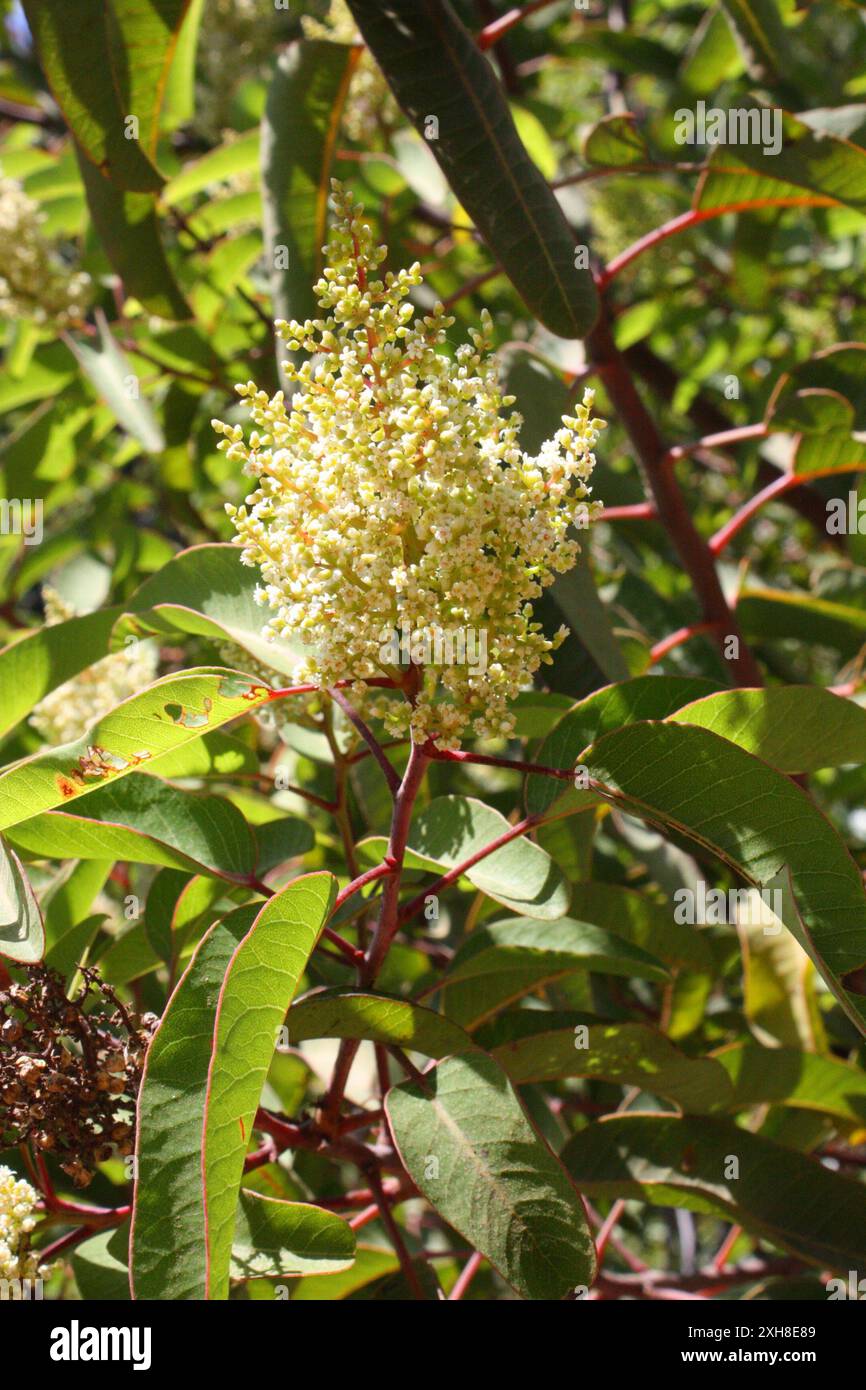 laurel sumac (Malosma laurina) Temescal Gateway Park, Santa Monica ...