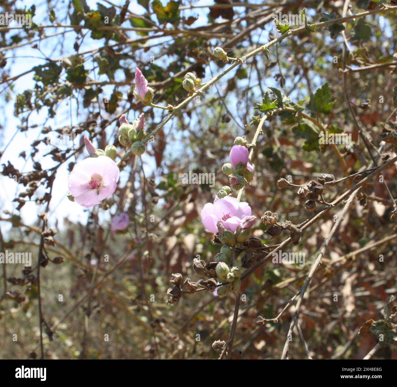 southern coastal bushmallow (Malacothamnus fasciculatus) Los Angeles ...