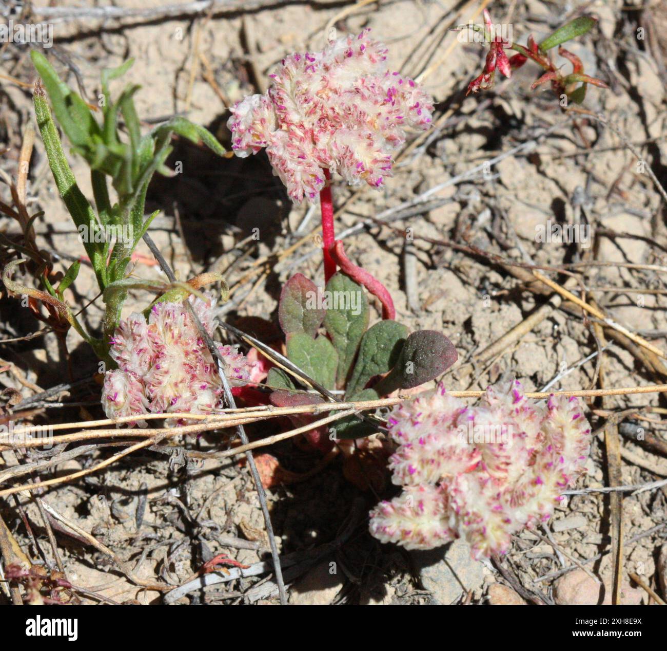 Montiaceae family hi-res stock photography and images - Alamy