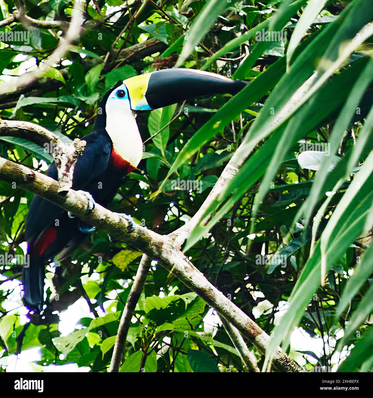 Ramphastos vitellinus Toucan, in the jungle in the Cuyabeno wildlife ...
