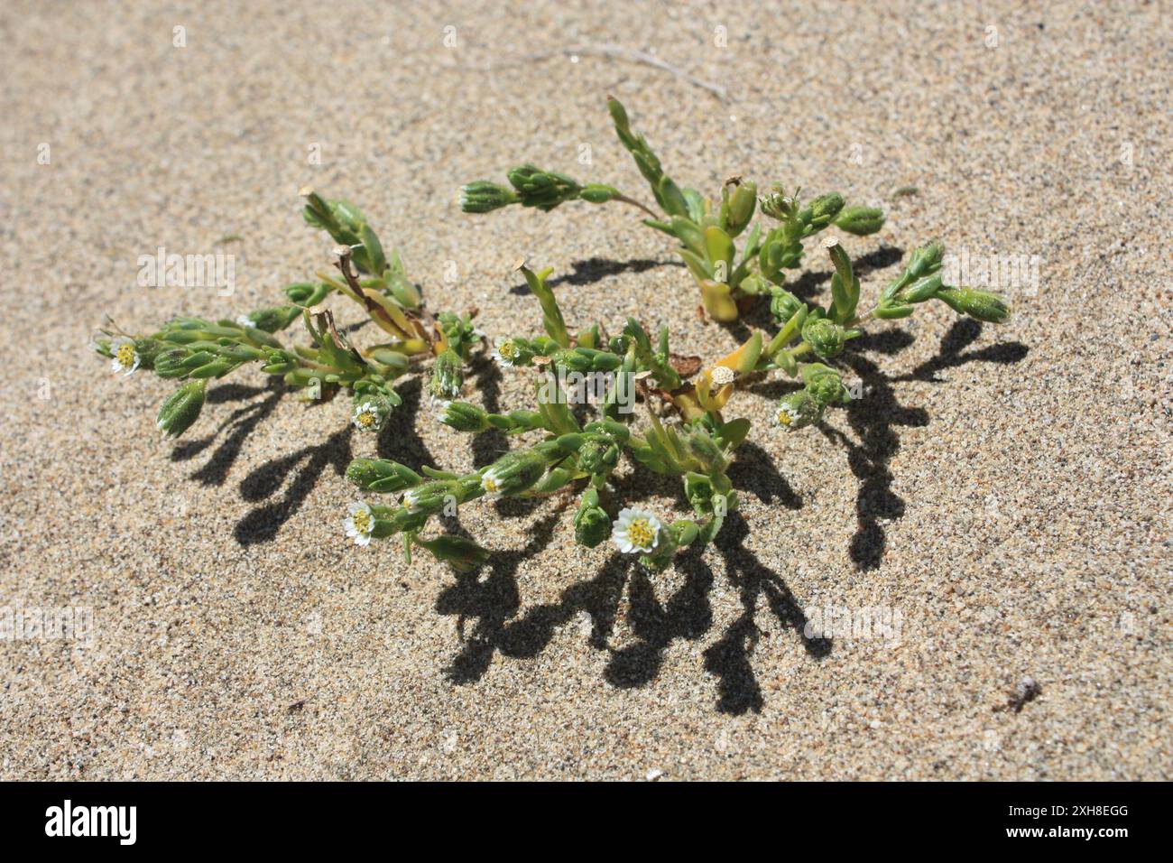 beach tidytips (Layia carnosa) California, US Stock Photo - Alamy