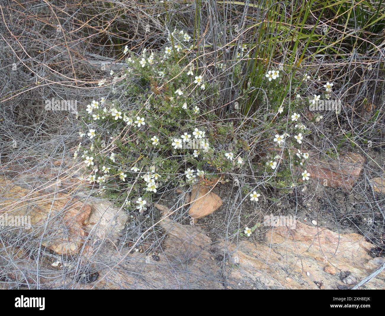 Smooth Twinleaf (Roepera fulva) , Camferskloof: On the main jeep track ...