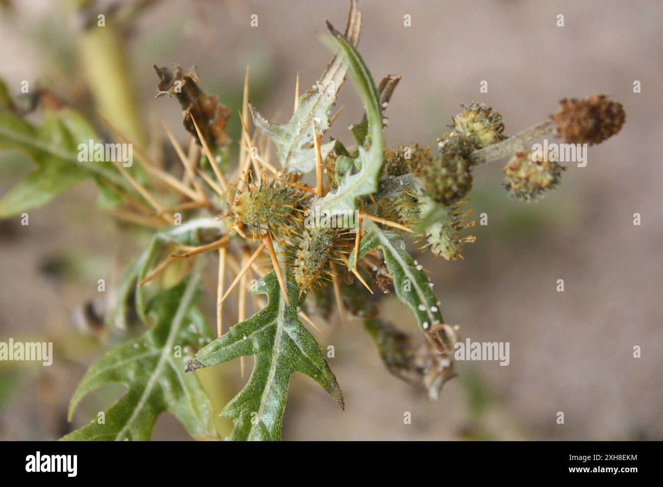 Xanthium spinosum hi-res stock photography and images - Alamy