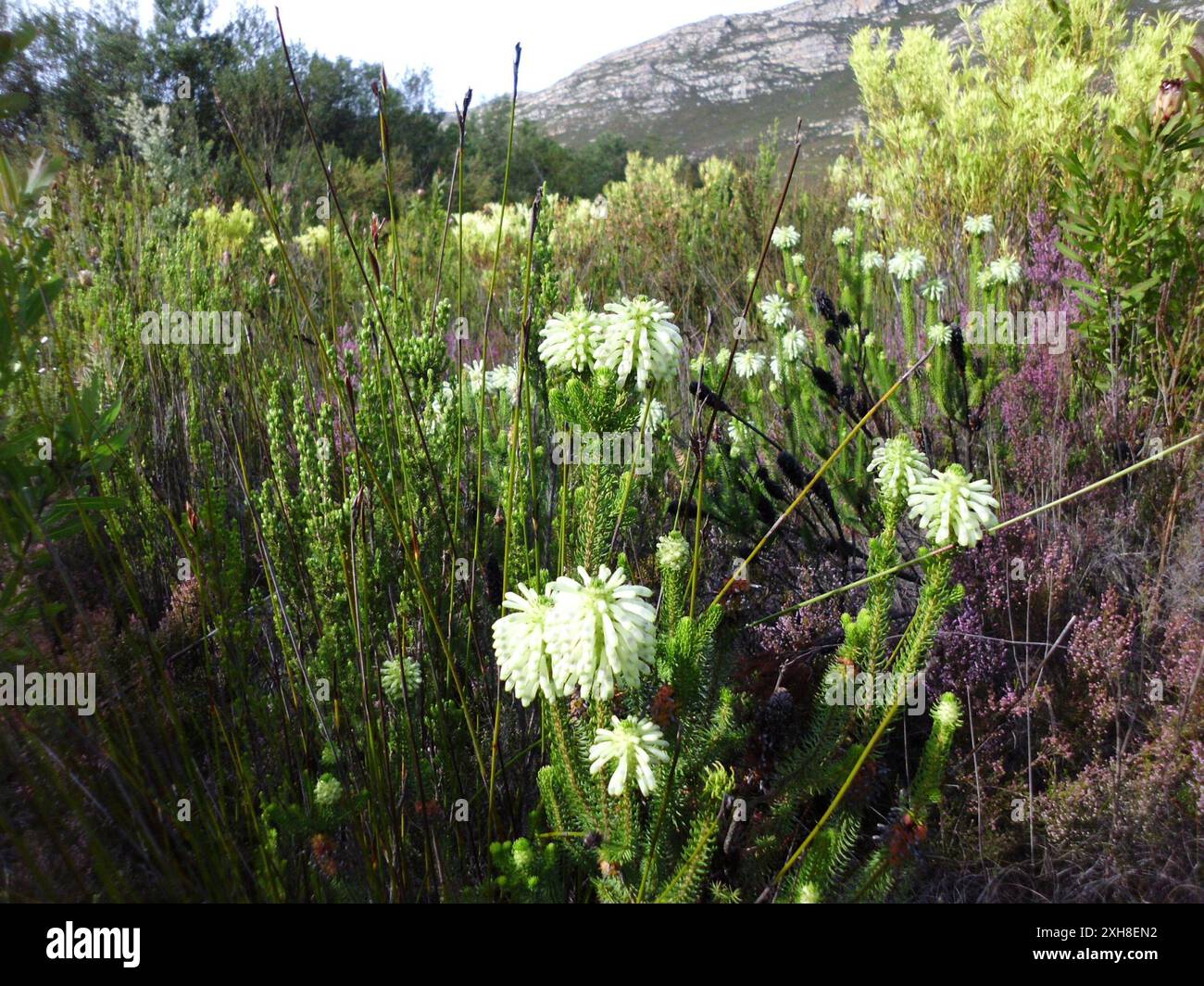 Bottle Green Heath (Erica sessiliflora) , Outeniqua Reserve: Outeniqua ...