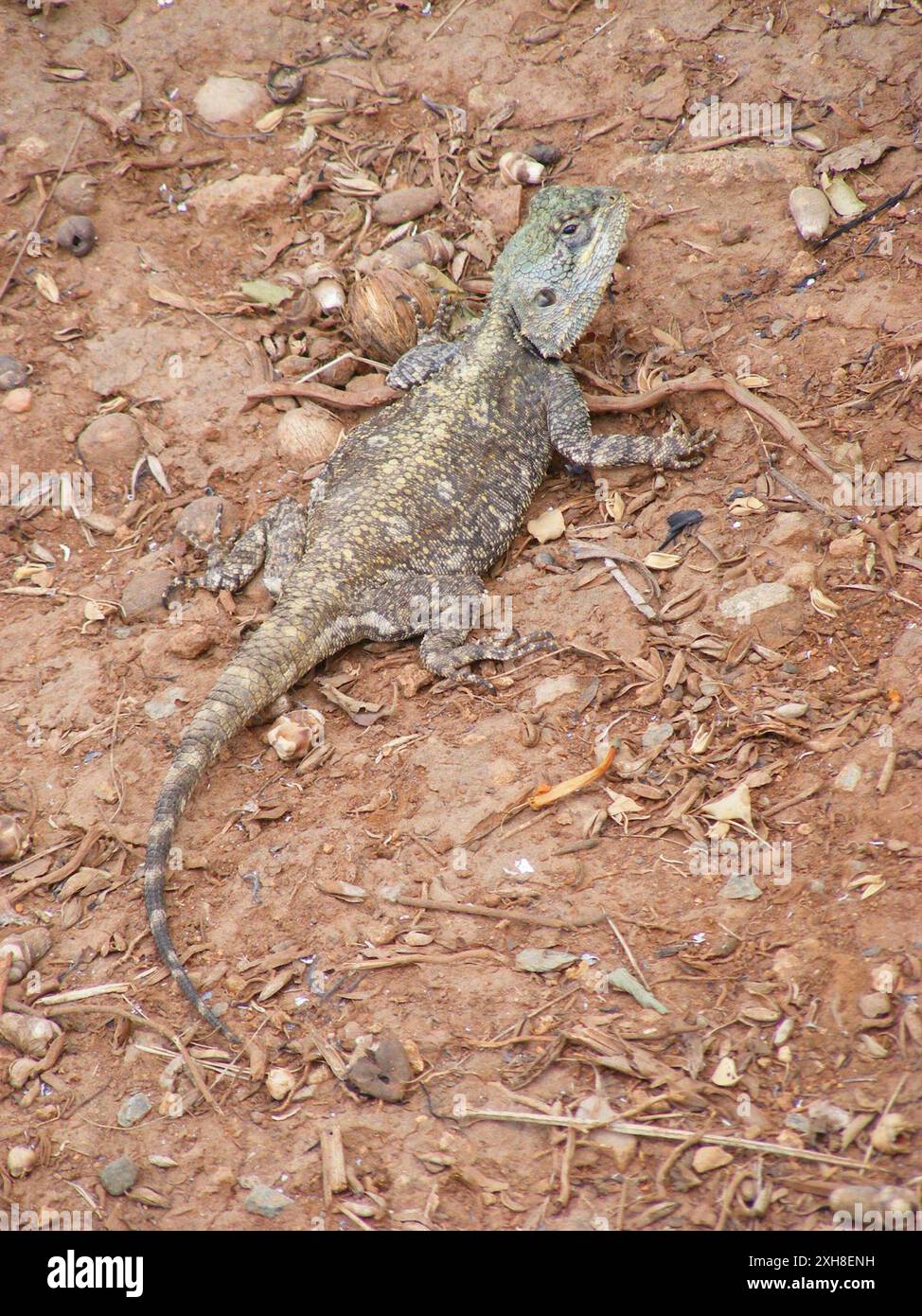 Southern Tree Agama (Acanthocercus atricollis) , Jakkalsbessie ...