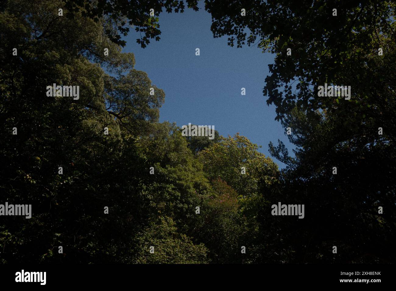 Bloom with green leaves hi-res stock photography and images - Alamy