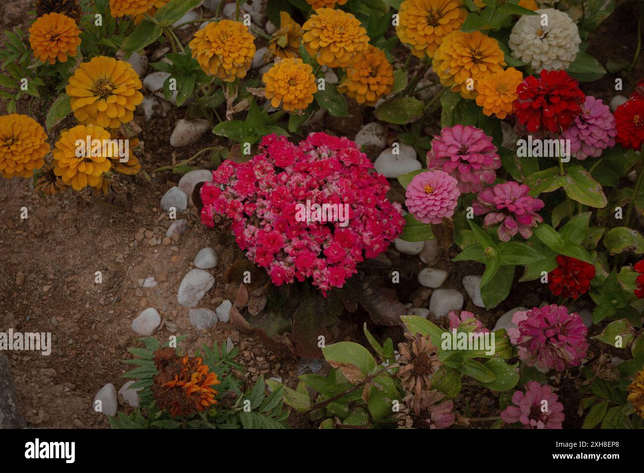 different color flowers in a garden Stock Photo - Alamy
