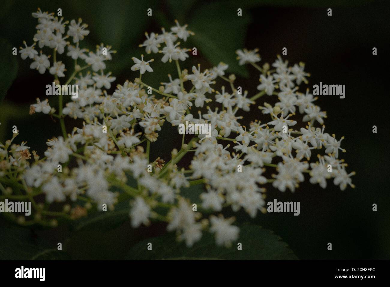 Woods details in cloudy hi-res stock photography and images - Alamy