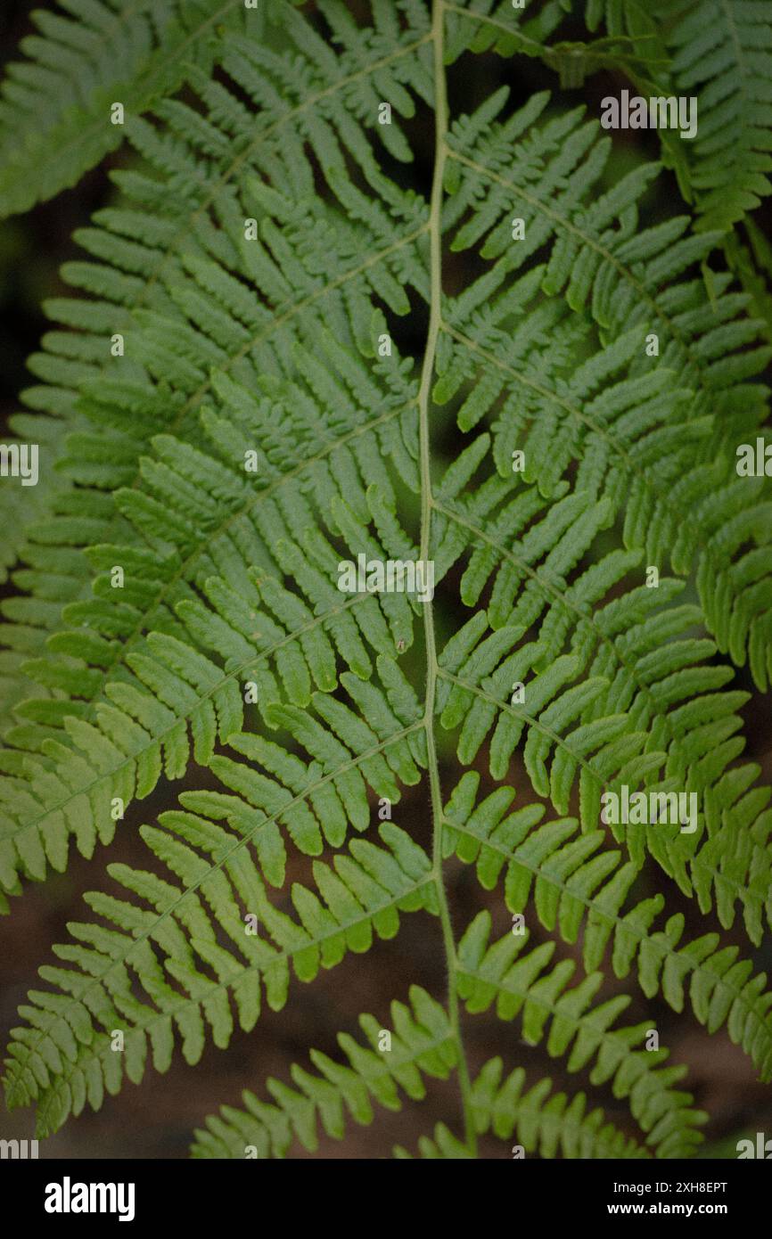 Details of leaf hi-res stock photography and images - Alamy