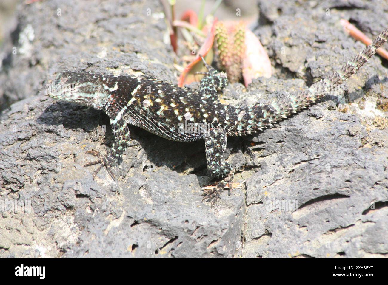Crevice Swift (Sceloporus torquatus) Mexico City, Distrito Federal ...