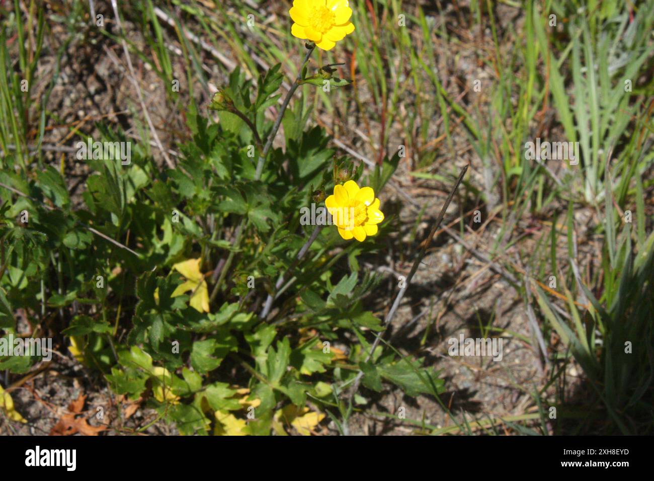 Buttercup valley united states hi-res stock photography and images - Alamy