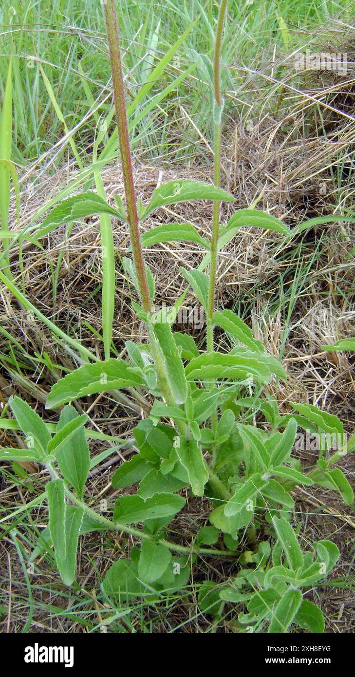 Roodeplaat hi-res stock photography and images - Alamy