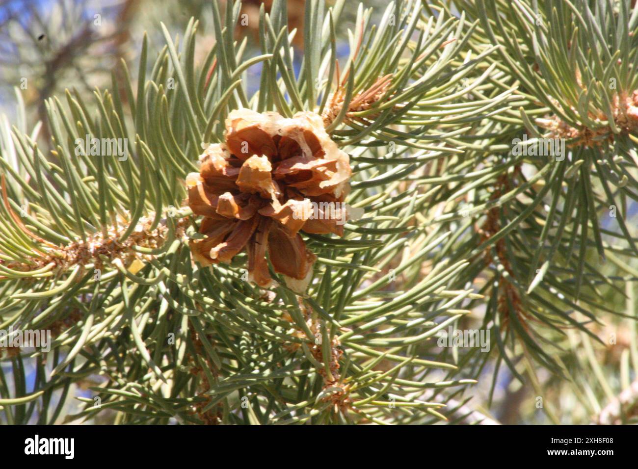 singleleaf pinyon (Pinus monophylla) Barker Dam, Joshua Tree National ...
