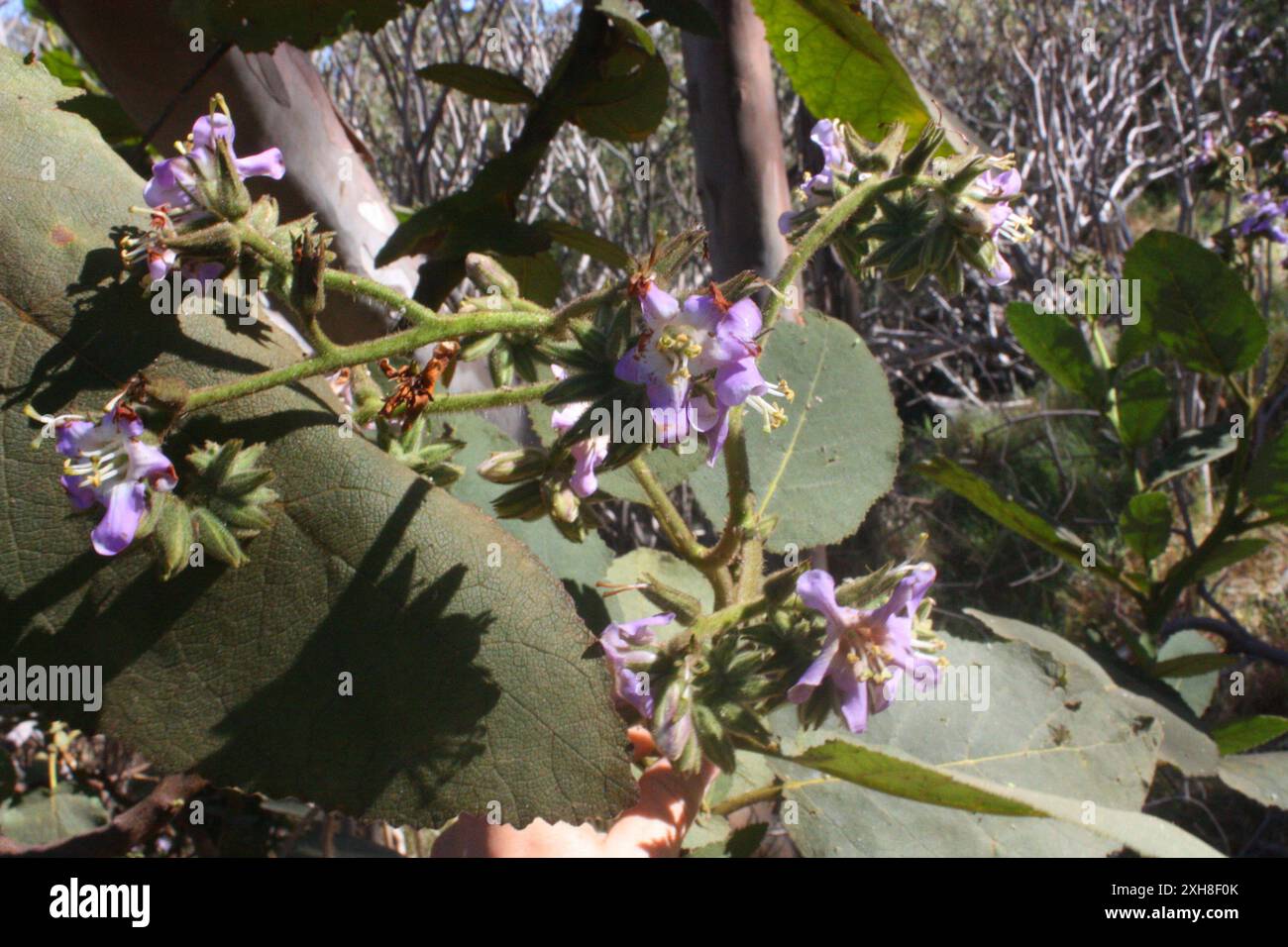 fiberglass plant (Wigandia urens) Bosque de Tlalpan, MX-DF, MX Stock ...