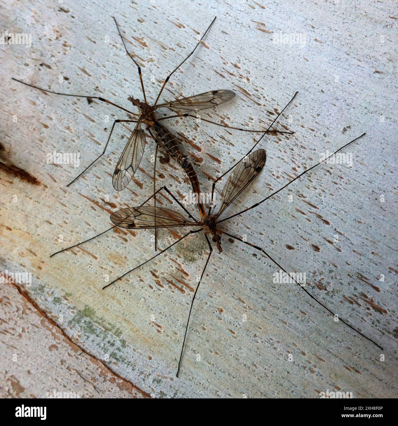 Common Crane Flies (Tipula) McLaren Park, San Francisco Stock Photo - Alamy