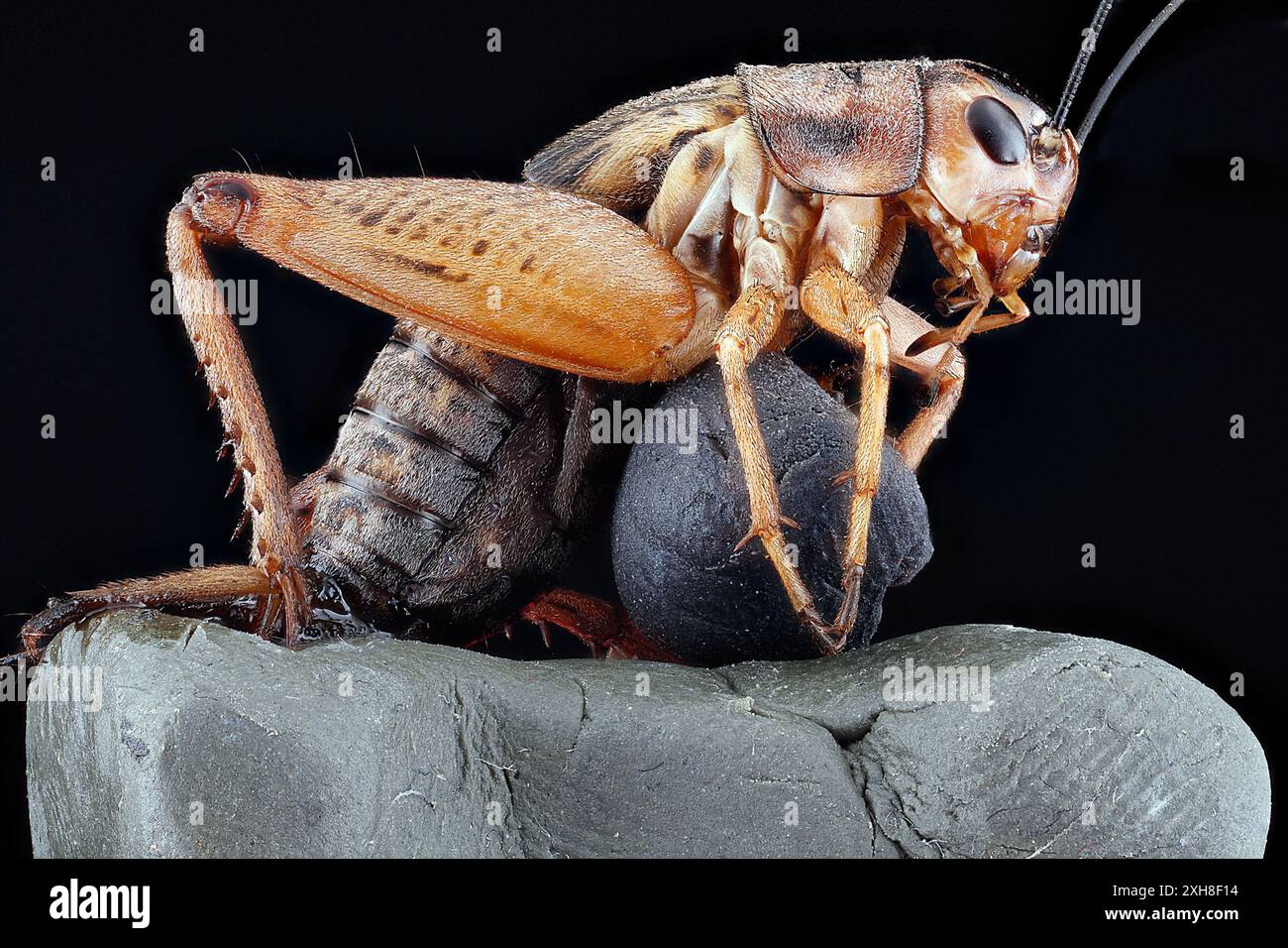 Japanese Burrowing Cricket (Velarifictorus micado) Beltsville, Maryland ...