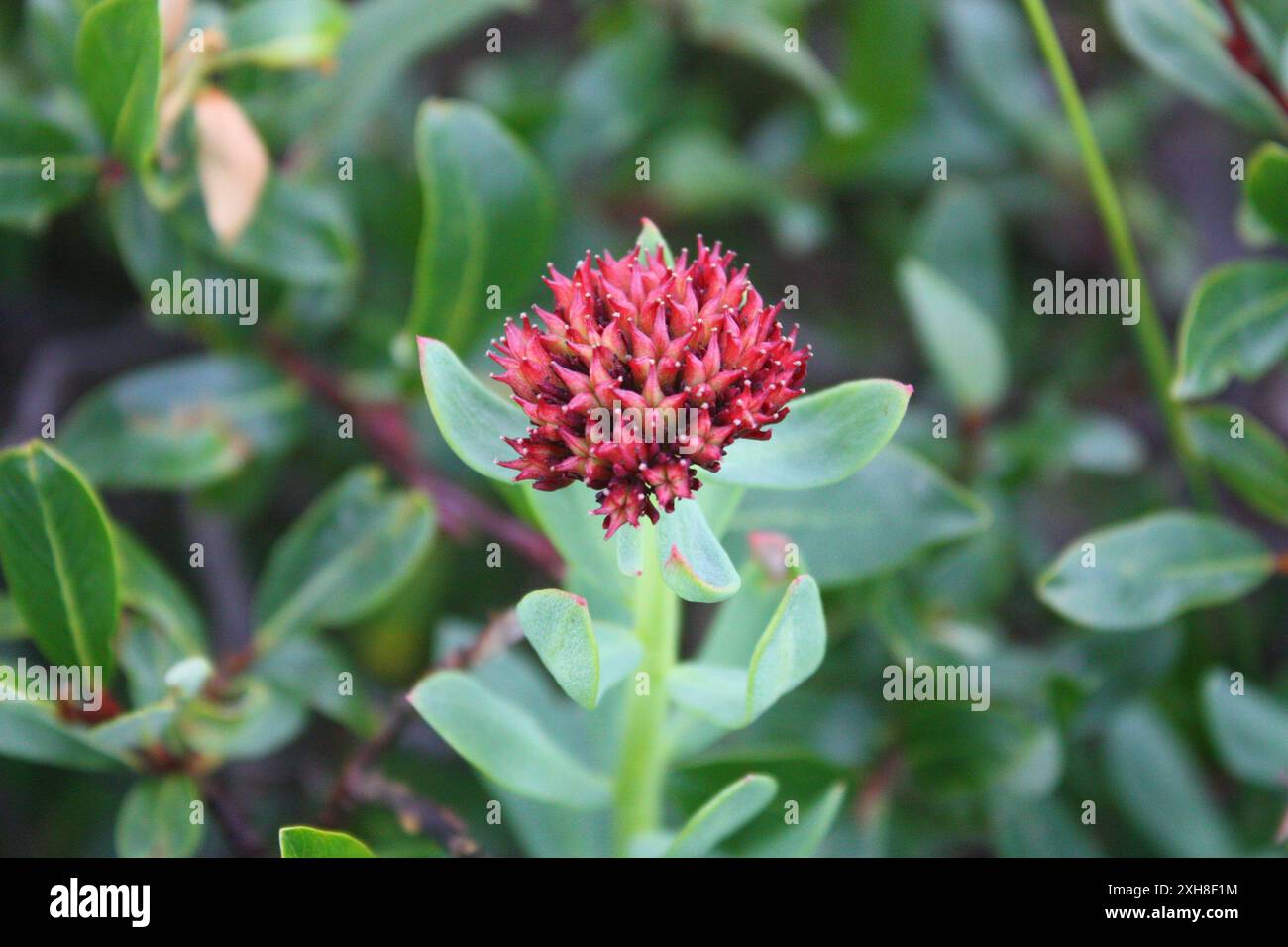 western roseroot (Rhodiola integrifolia) , rocky mountain national park ...