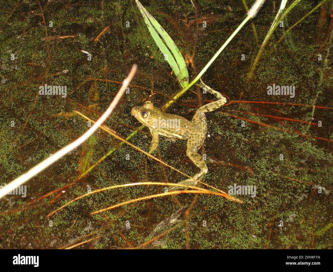 Carpenter frog hi-res stock photography and images - Alamy