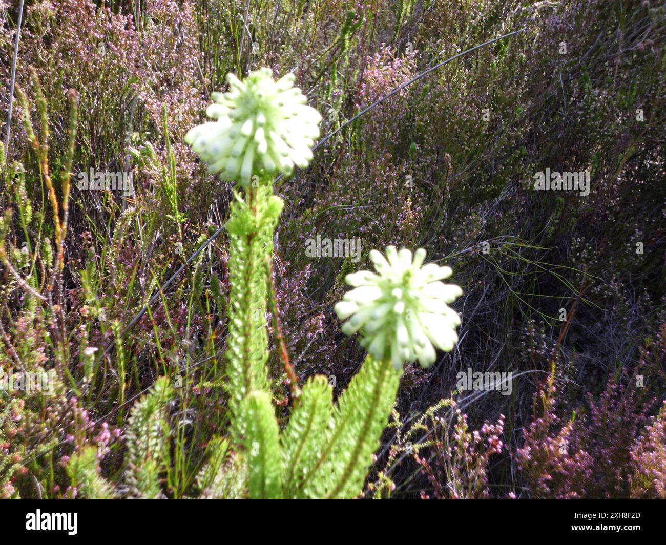 Bottle Green Heath (Erica sessiliflora) , Outeniqua Reserve: Outeniqua ...
