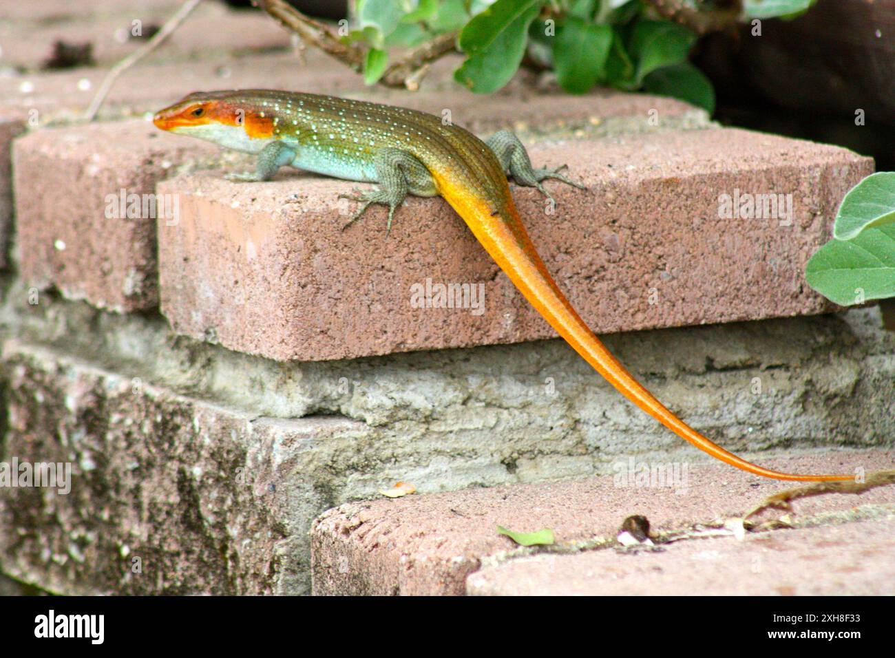 Rainbow Skink (Trachylepis margaritifera) , skukuza Stock Photo - Alamy