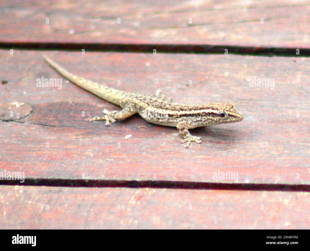 Common Dwarf Gecko (Lygodactylus capensis) , skukuza Stock Photo - Alamy