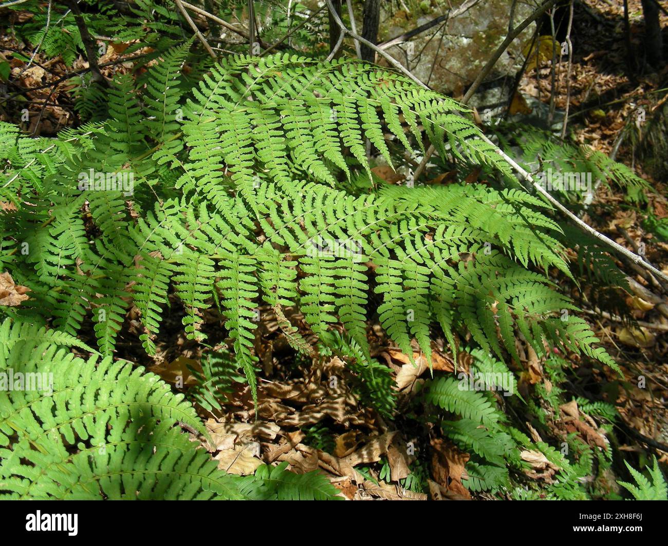 marginal wood fern (Dryopteris marginalis) Woodstock, Vermont, United ...