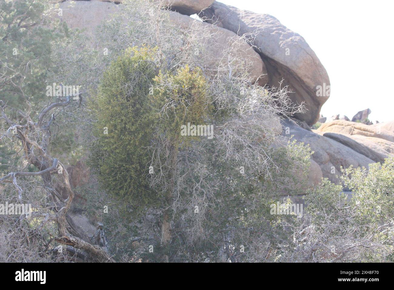 American Mistletoe (Phoradendron leucarpum) Joshua Tree National Park ...