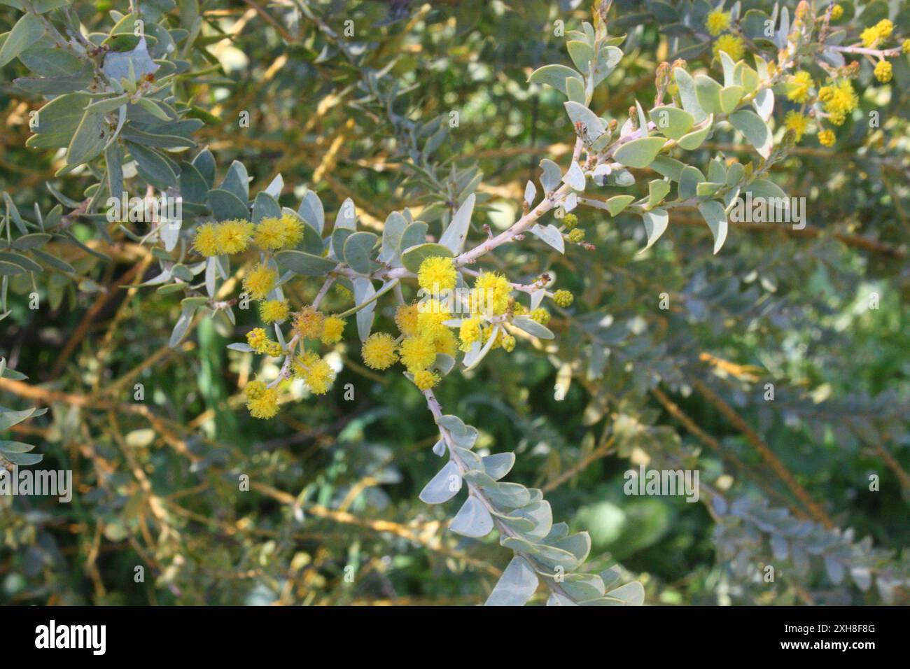Knife-leaf Wattle (Acacia cultriformis) San Francisco, California ...