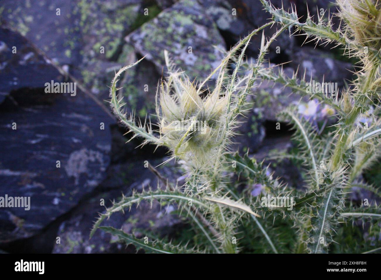 Mountain Thistle (Cirsium scopulorum) , rocky mountain national park Stock Photo - Alamy
