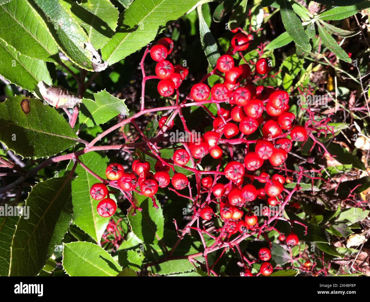 Toyon (Heteromeles arbutifolia) , 237-299 Searsville Rd, Stanford, CA ...