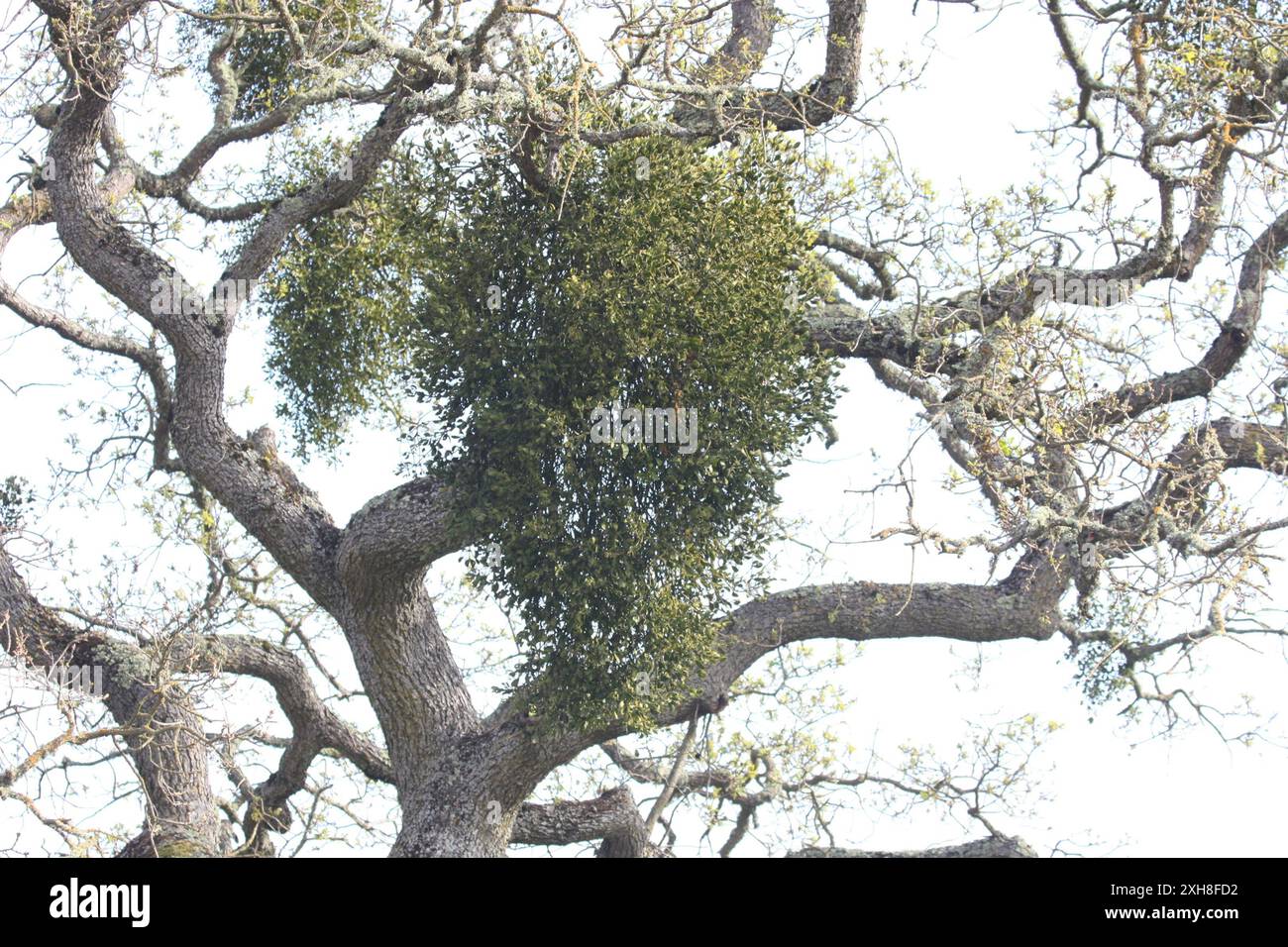 Pacific mistletoe (Phoradendron leucarpum tomentosum) 101–299 Goya Rd ...
