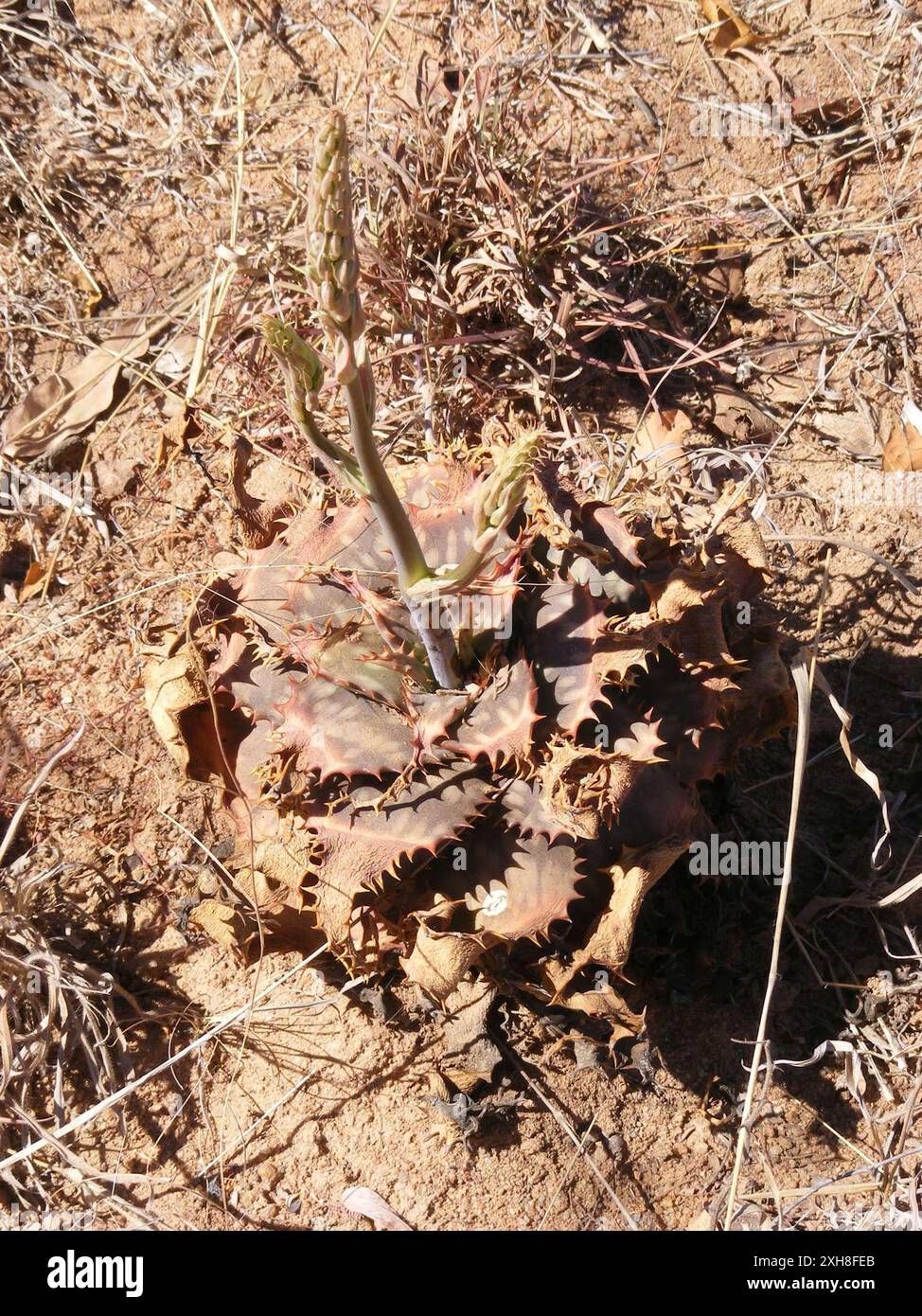 Ngwaritsi hi-res stock photography and images - Alamy