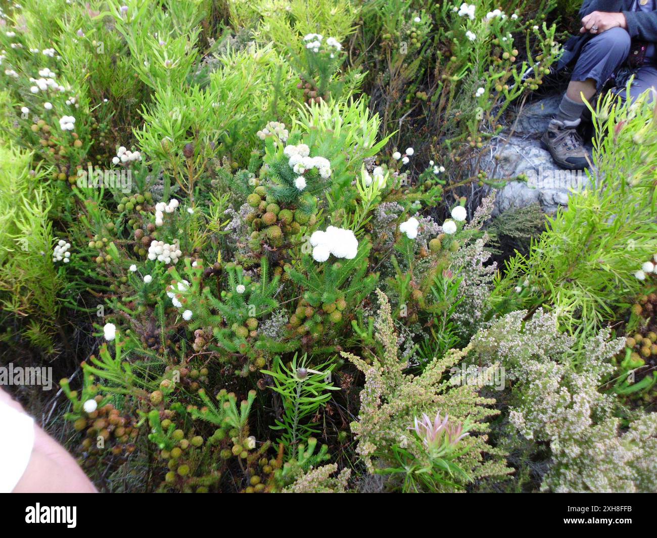 Redleg Kolkol (Berzelia abrotanoides) , Langeberg Nature Reserve ...