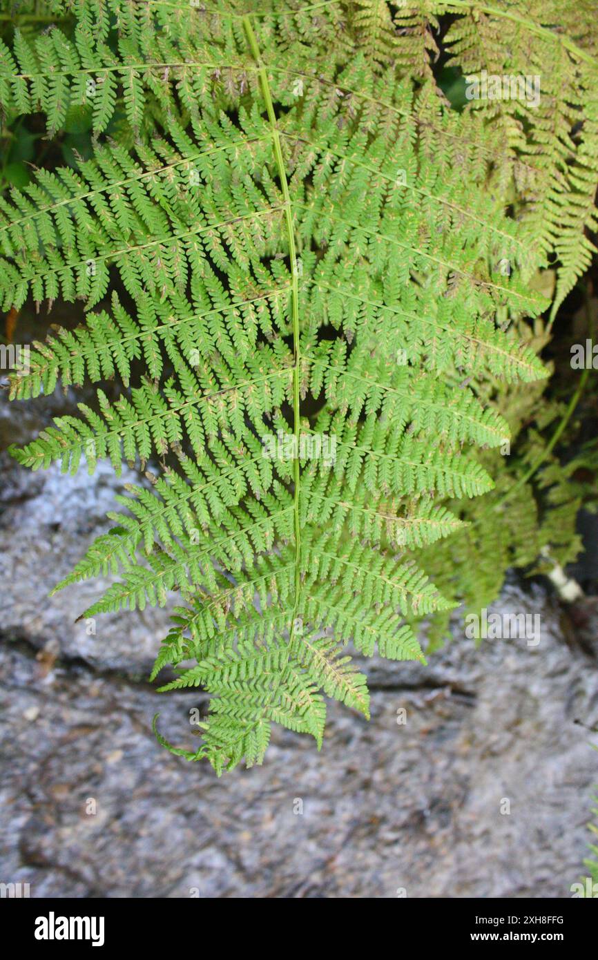 lady fern (Athyrium filix-femina) , big basin Stock Photo - Alamy