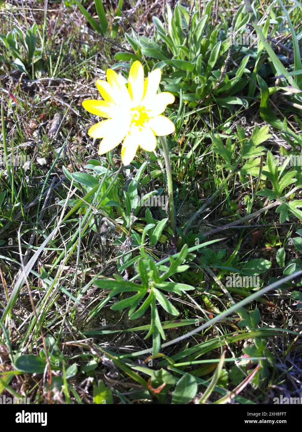 California buttercup (Ranunculus californicus) , San Bruno Mountain ...