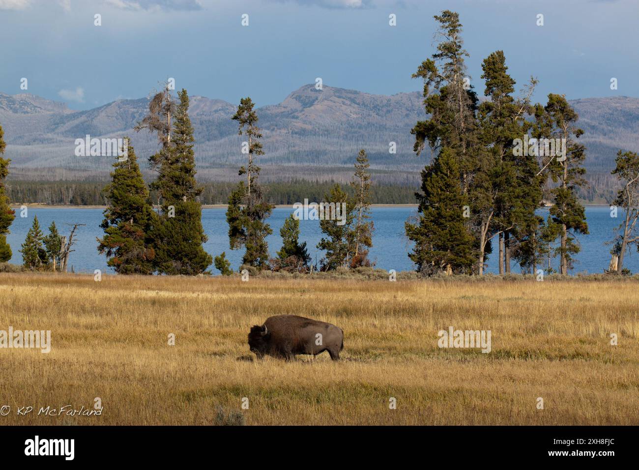 American Bison (Bison bison) Idaho, United States Stock Photo - Alamy