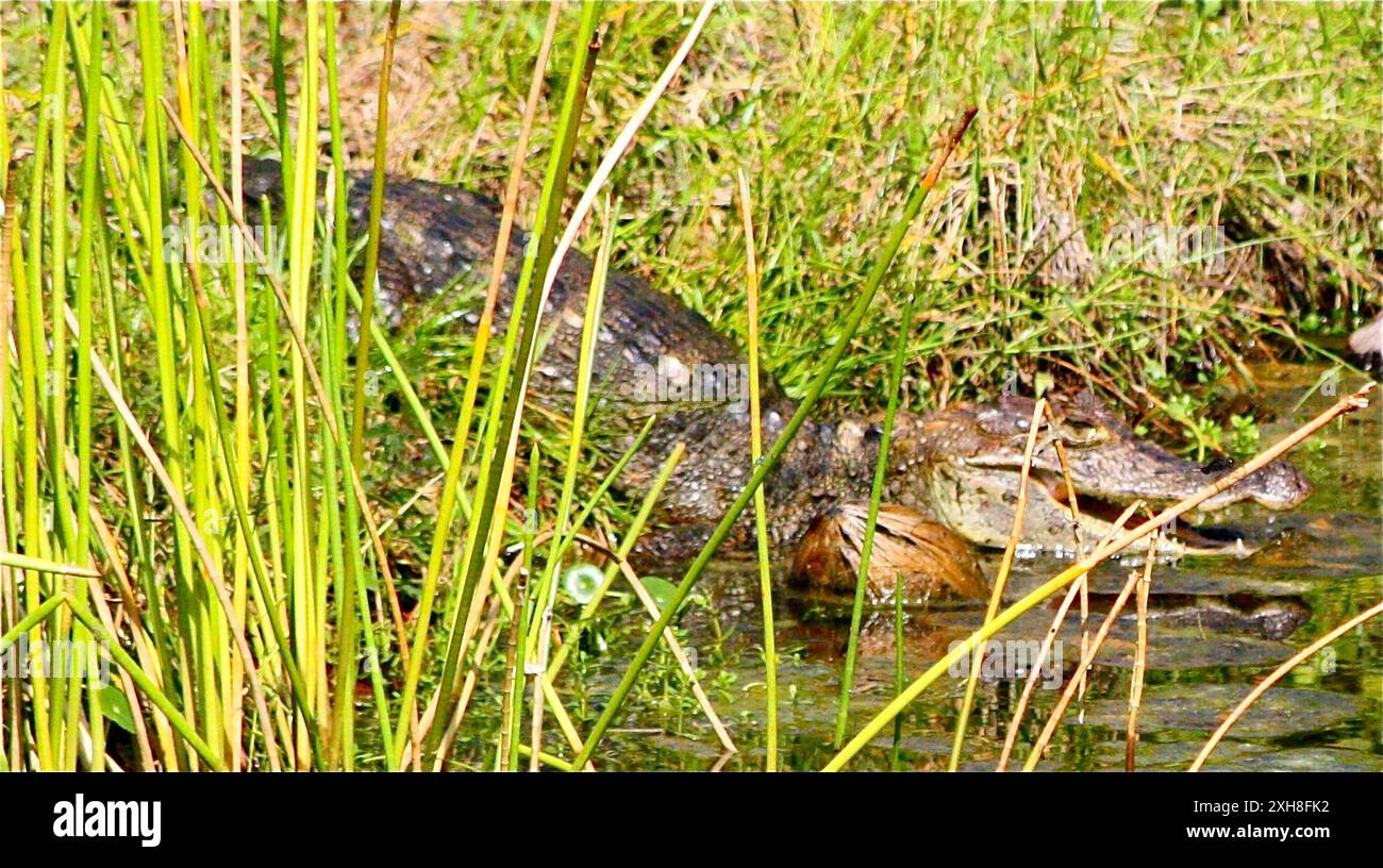 Brown Caiman (Caiman crocodilus fuscus) Bocas Del Toro, Bocas Del Toro ...