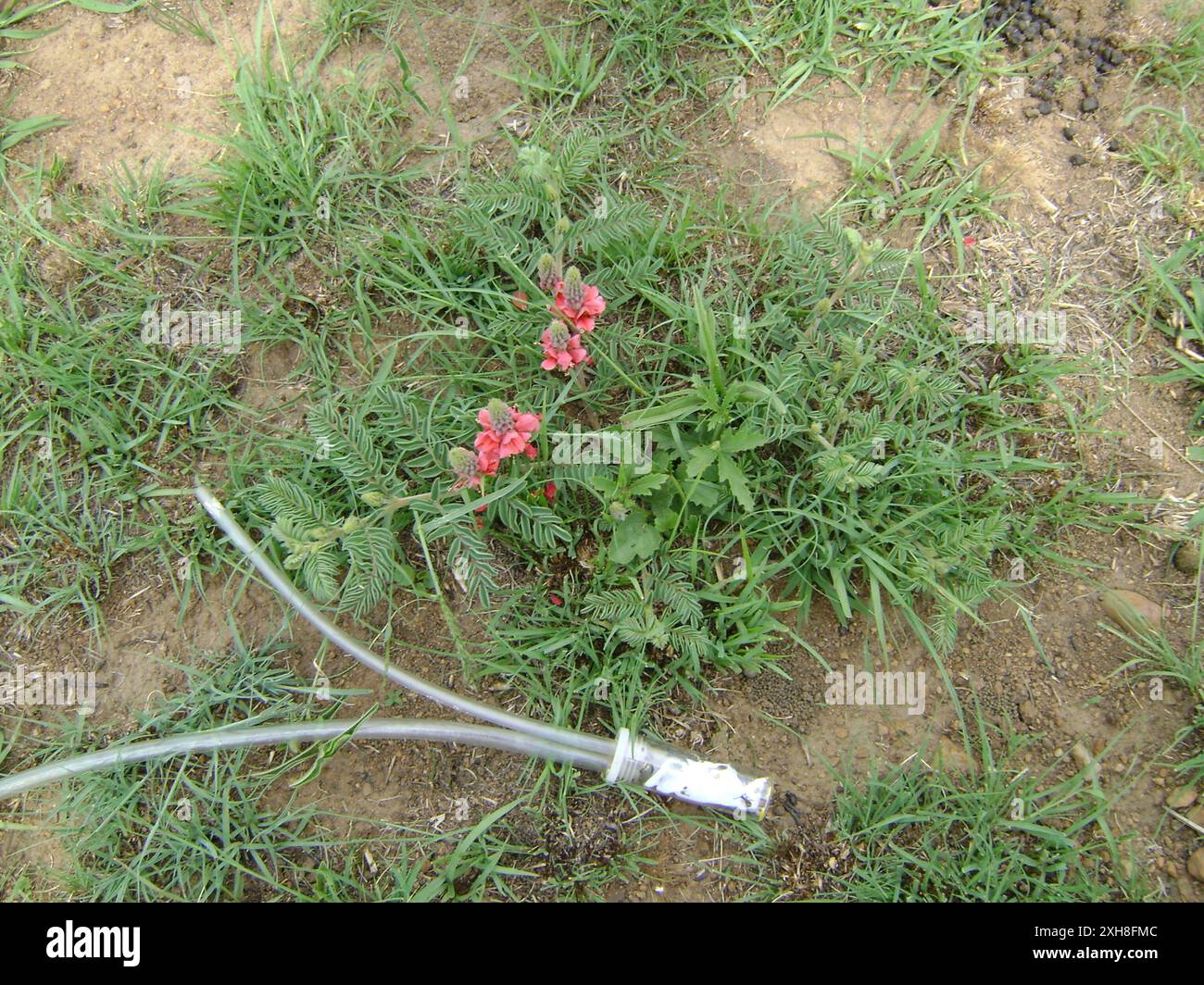 Bright Indigo (Indigofera sanguinea) , Ntinini Nature Reserve, southern ...