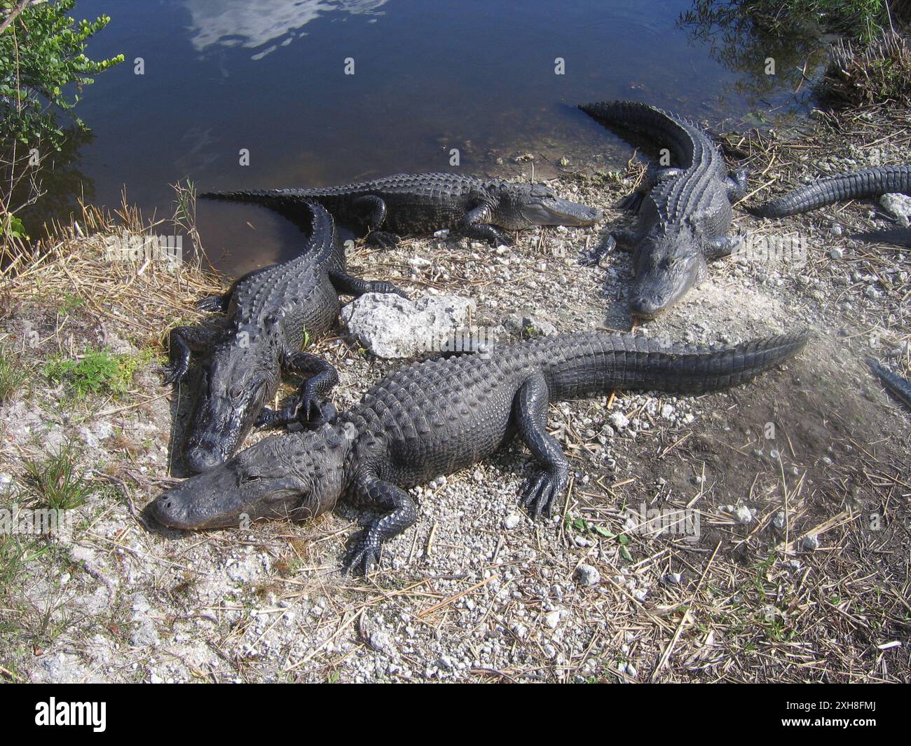 American Alligator (Alligator mississippiensis) , Florida, US Stock ...