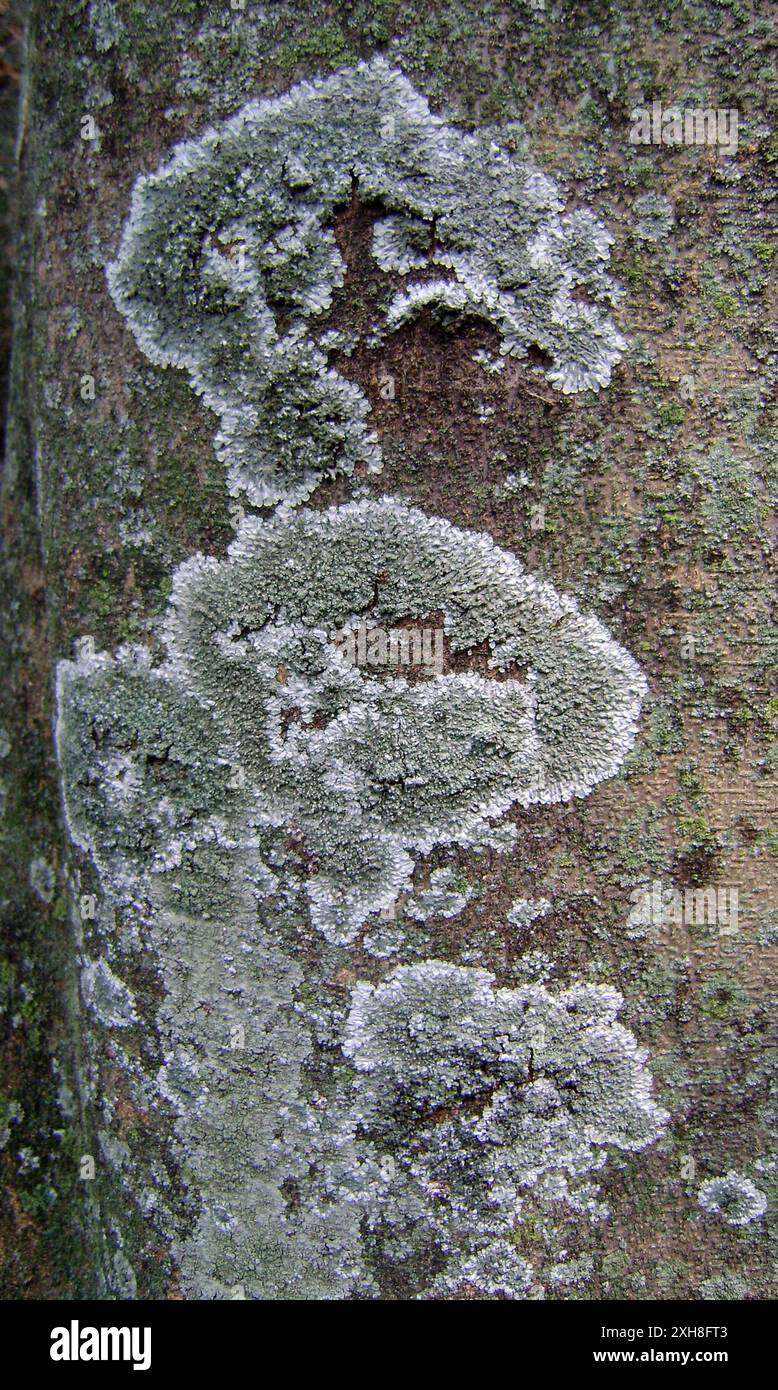 common lichens (Lecanoromycetes) Roodeplaat Farm (ARC), NE of Pretoria ...