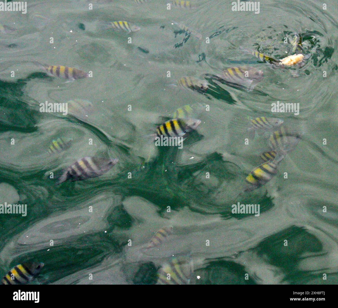 Atlantic Sergeant Major (Abudefduf saxatilis) Bocas Del Toro, Bocas Del ...