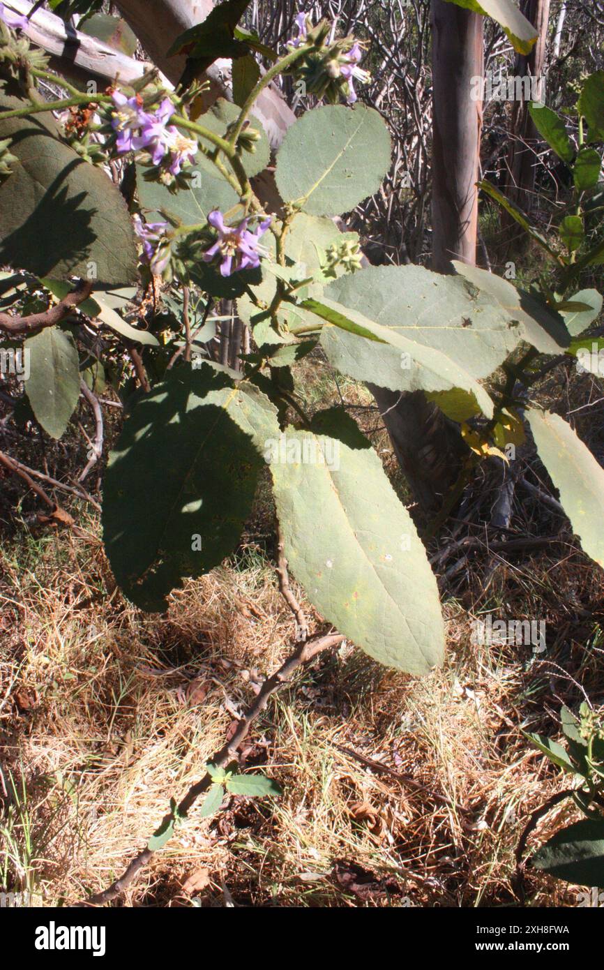 fiberglass plant (Wigandia urens) Bosque de Tlalpan, MX-DF, MX Stock ...