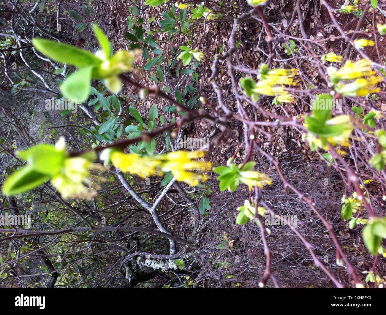 Western Leatherwood (Dirca occidentalis) , 37.407379150390625, -122. ...