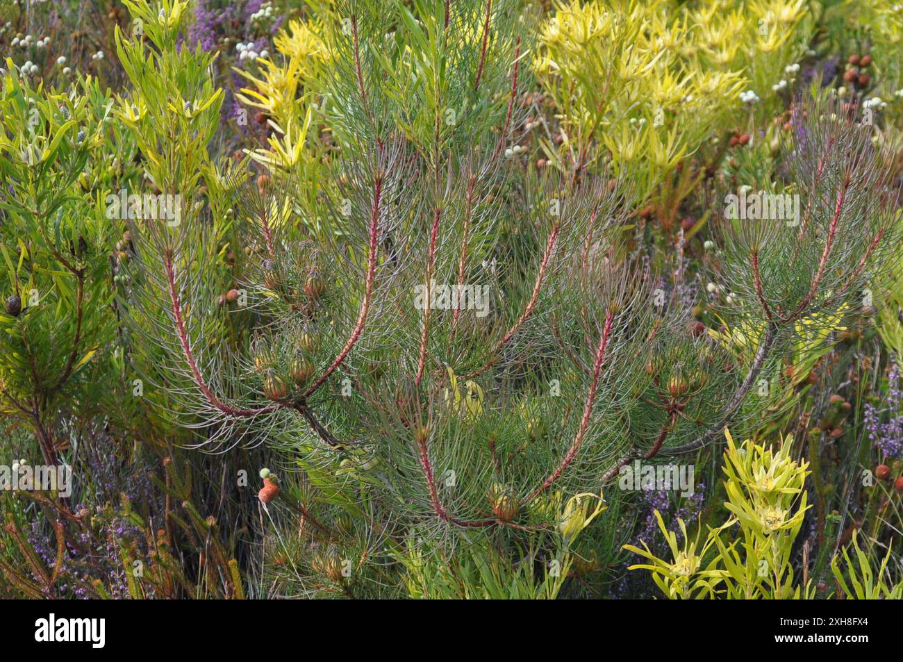 Channel-leaf Featherbush (Aulax cancellata) , Langeberg Sleeping Beauty ...