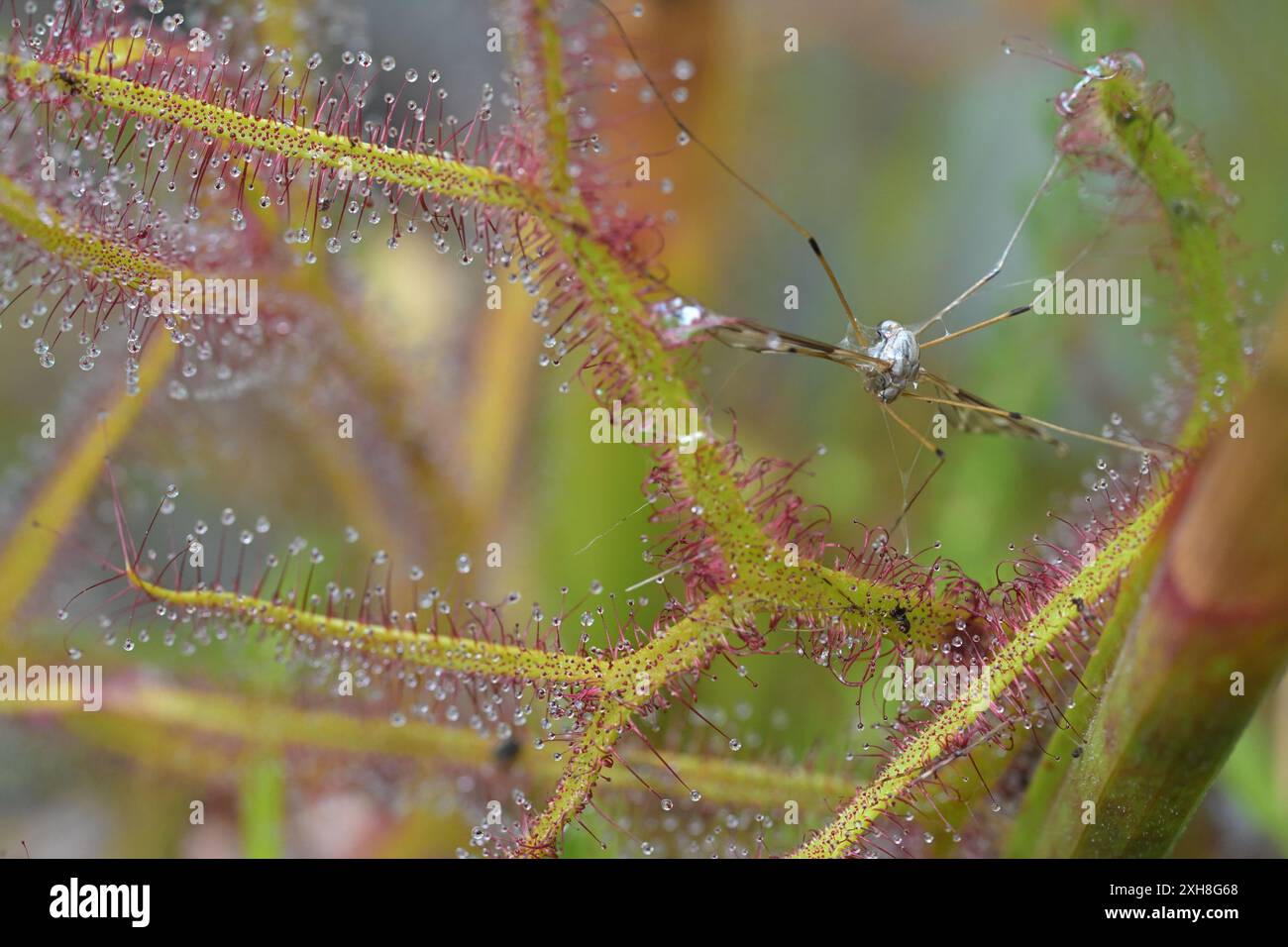 Drosera binata drosera binata hi-res stock photography and images - Alamy