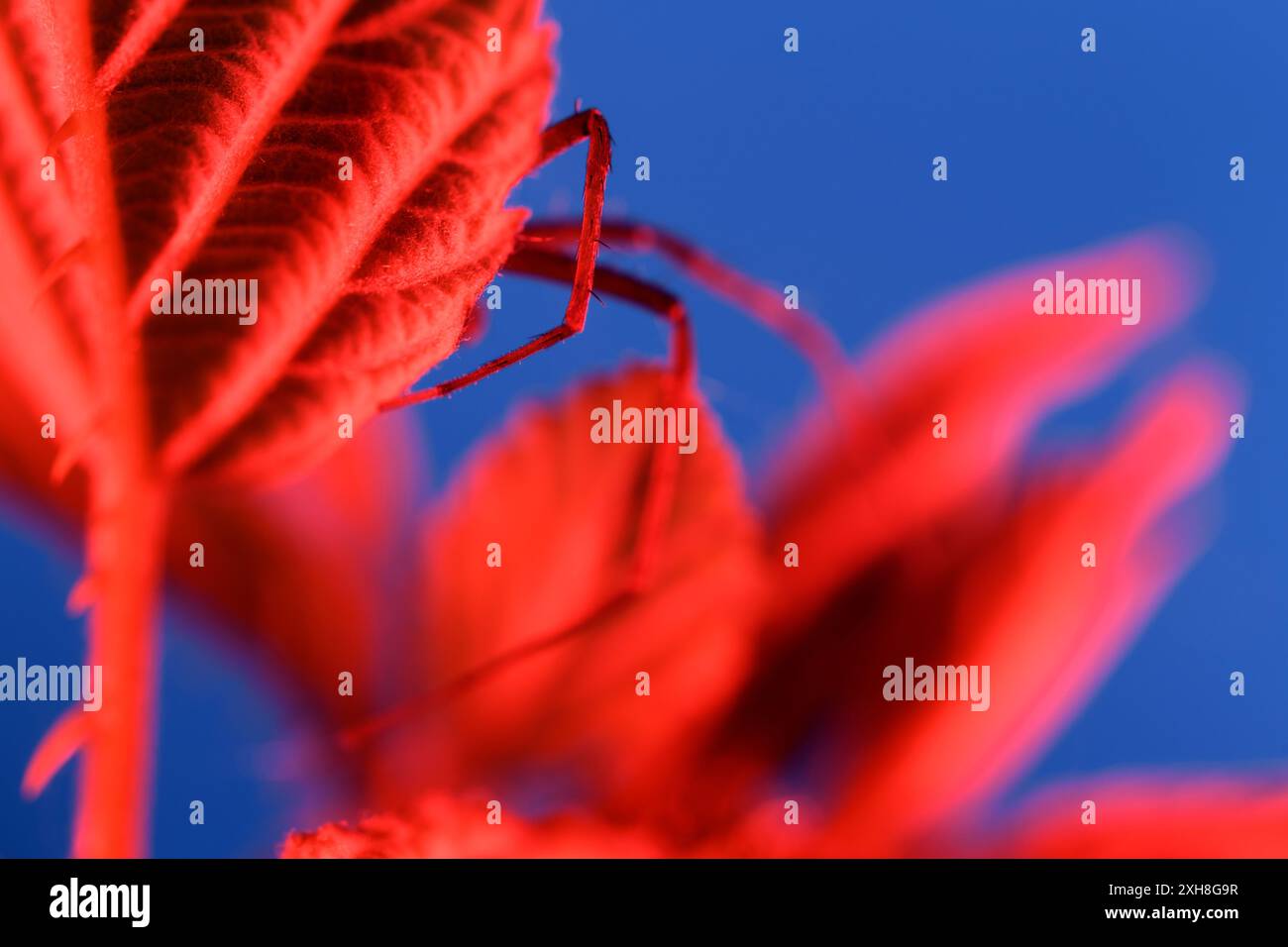 Spider border hi-res stock photography and images - Alamy