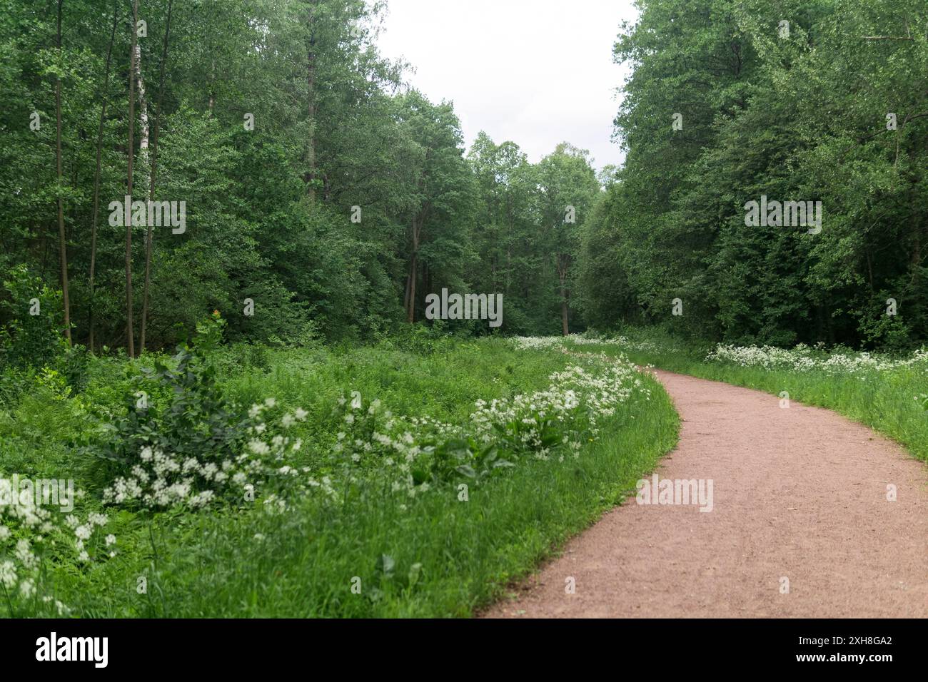 Path in the summer forest. Landscape with green trees and grass Stock ...