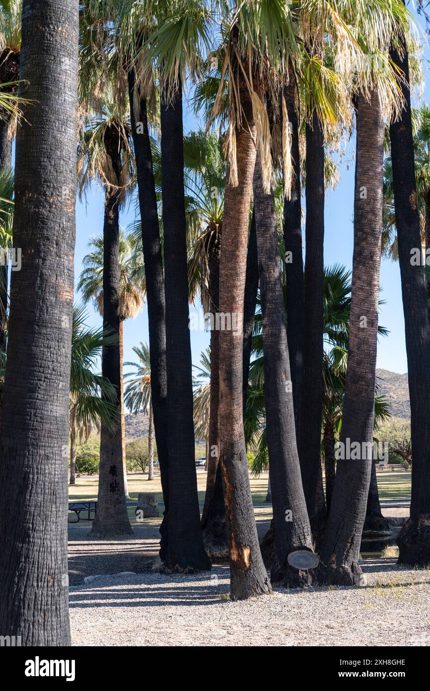 Agua Caliente Regional Park - Tucson Arizona Stock Photo - Alamy