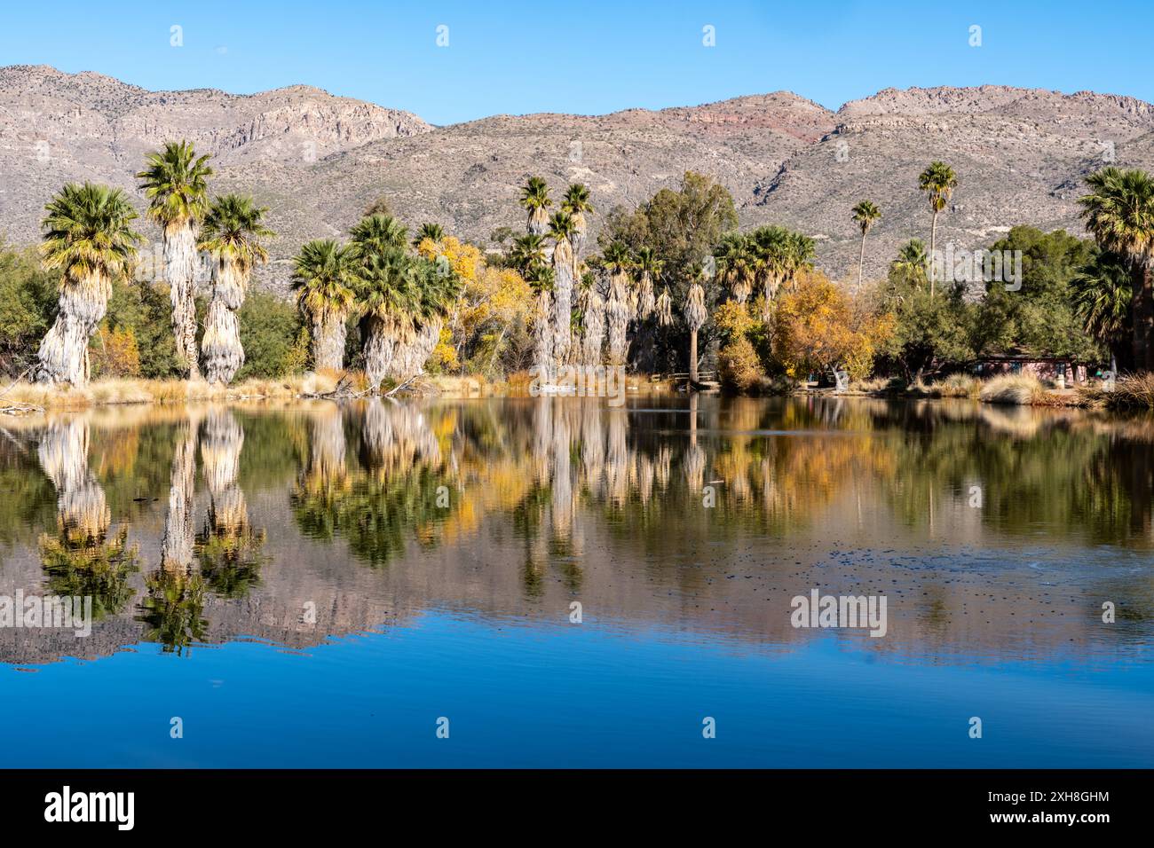 Agua Caliente Regional Park - Tucson Arizona Stock Photo - Alamy