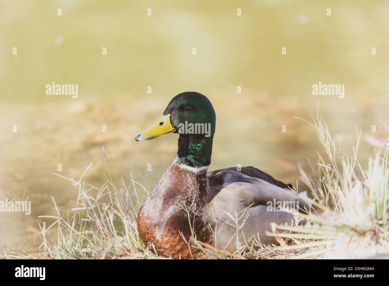 Mallard duck at Agua Caliente Regional Park - Tucson Arizona Stock ...